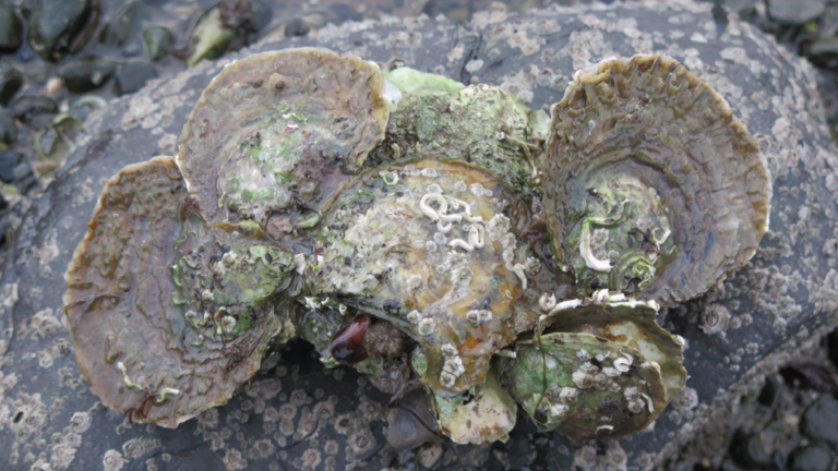 Ostrea spp.: is this genus a tractable prospect for restoration ...