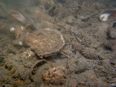 The Wales Native Oyster Restoration Project – Native Oyster Network