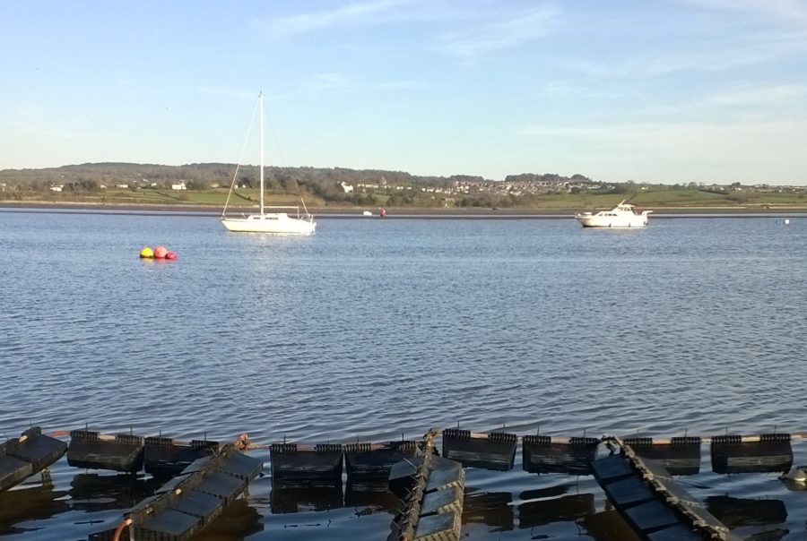 Projects & partnerships – Native Oyster Network