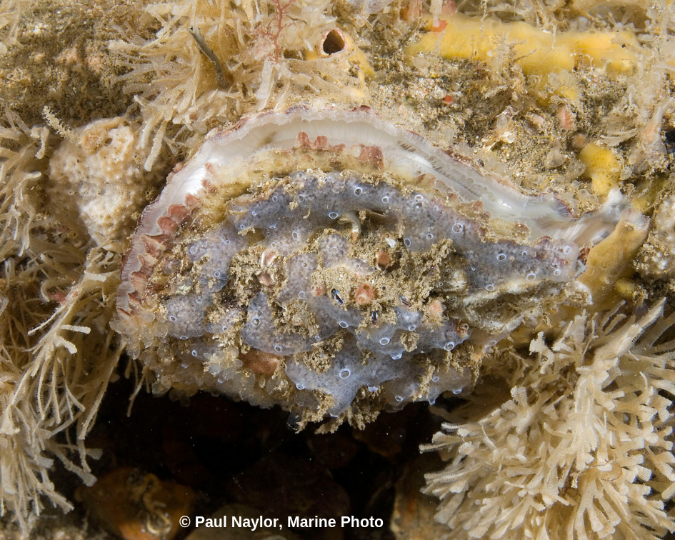 Pearls of wisdom for native oyster conservation – Native Oyster Network