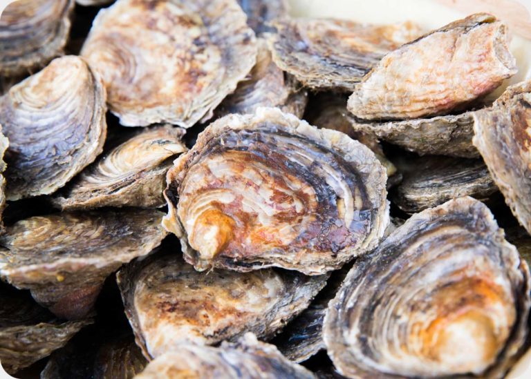 Native Oyster Network – Facilitating the restoration of Native Oysters ...