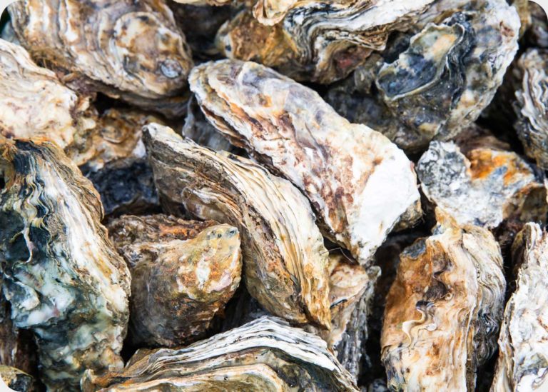 Native Oyster Network – Facilitating the restoration of Native Oysters ...
