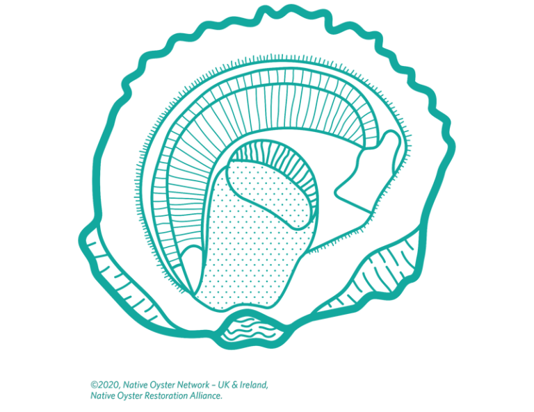 Resources – Native Oyster Network