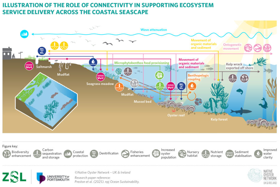 Driving Seascape Restoration – Native Oyster Network